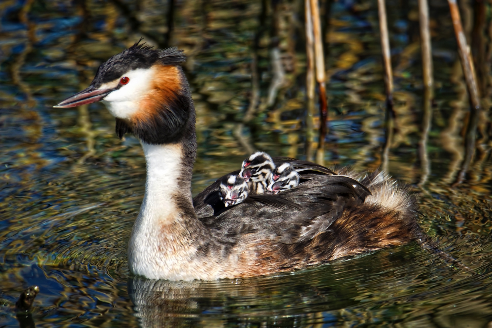 Huckepack Foto & Bild | tiere, wildlife, wild lebende vögel Bilder auf ...