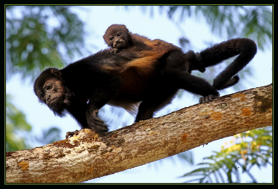 Huckepack Foto & Bild | tiere, wildlife, säugetiere Bilder auf ...