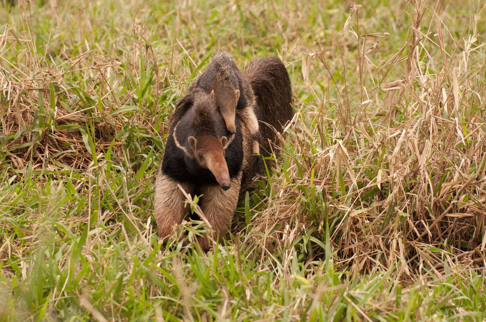 Huckepack Foto & Bild | tiere, wildlife, säugetiere Bilder auf ...