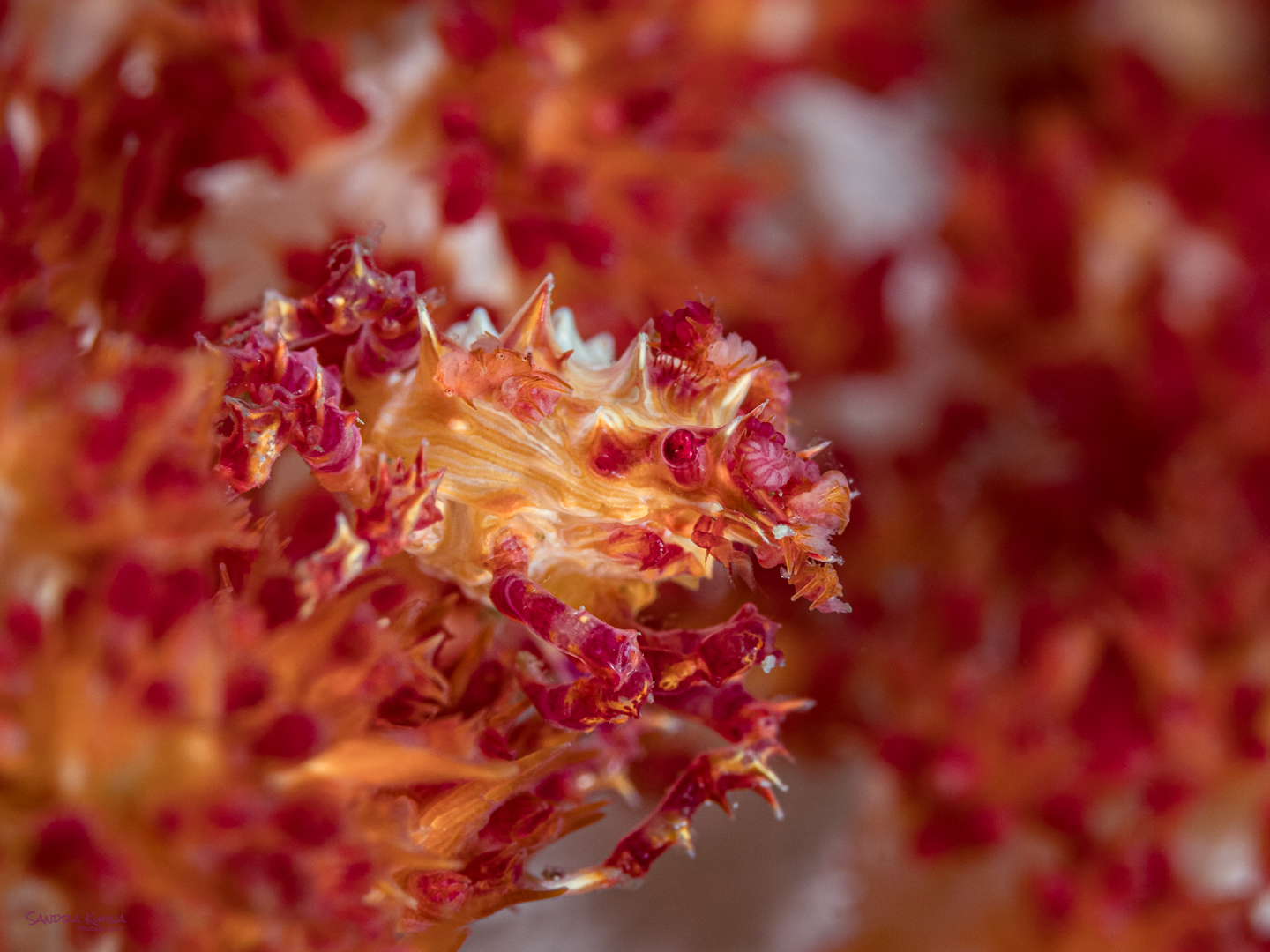 Huckepack°°° Foto & Bild | makro, close up, meer Bilder auf fotocommunity