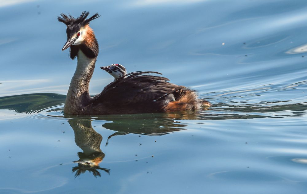 Huckepack Foto & Bild | spezial, wasser, natur Bilder auf fotocommunity