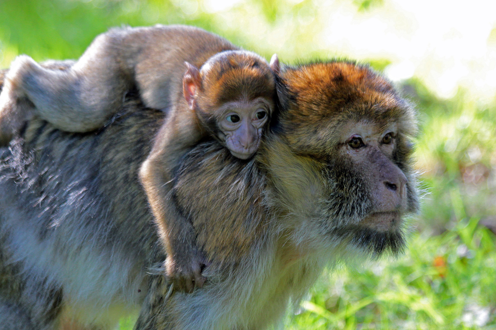 Huckepack Foto & Bild | tiere, zoo, wildpark & falknerei, säugetiere ...