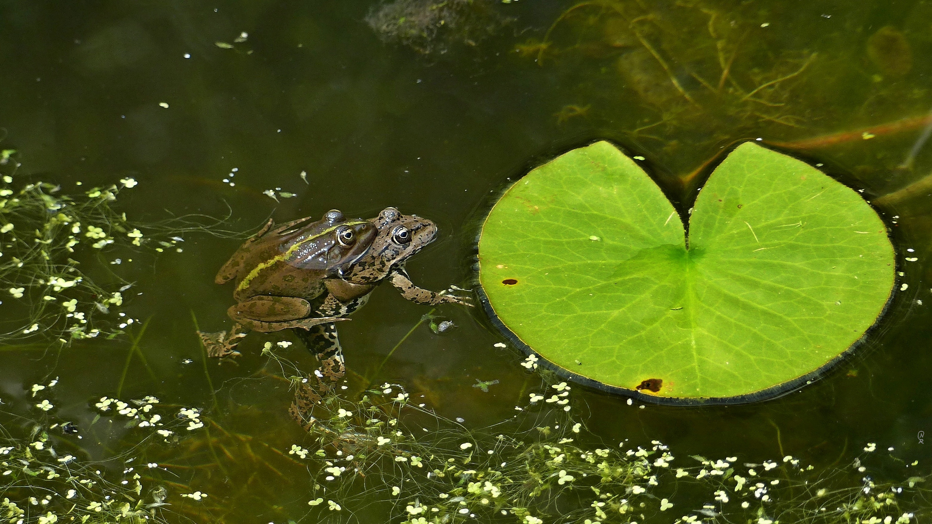 huckepack Foto & Bild | tiere, wildlife, amphibien & reptilien Bilder ...