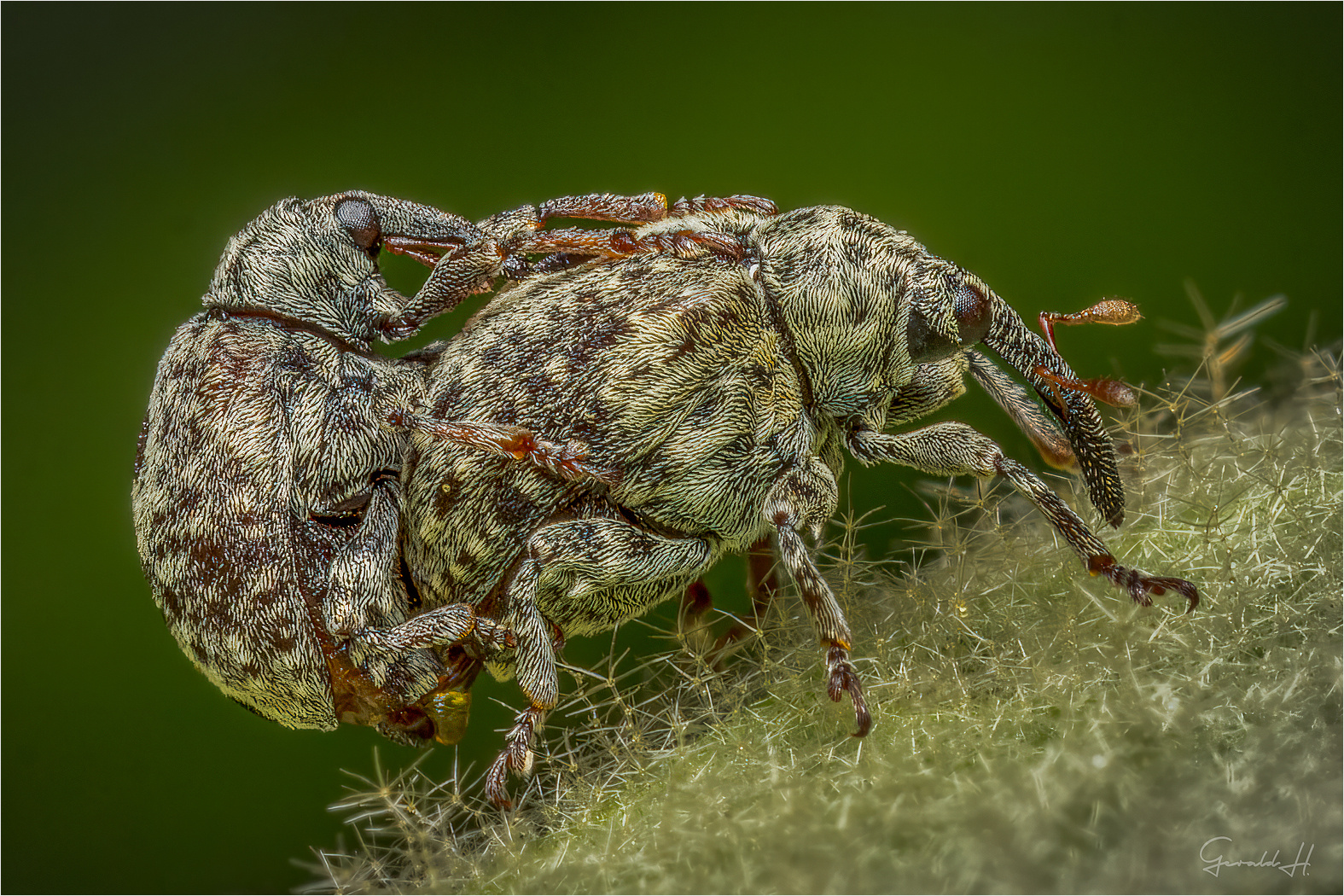 Huckepack Foto & Bild | sommer, makro, natur Bilder auf fotocommunity
