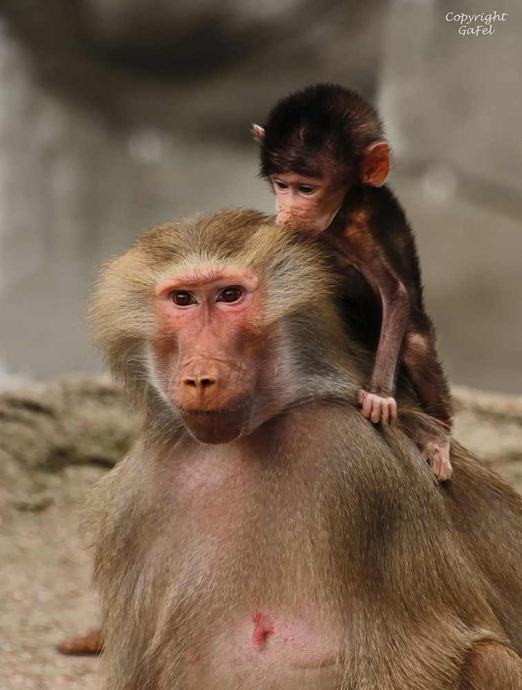 Huckepack Foto & Bild | tierpark hagenbeck, affen, zoo Bilder auf ...