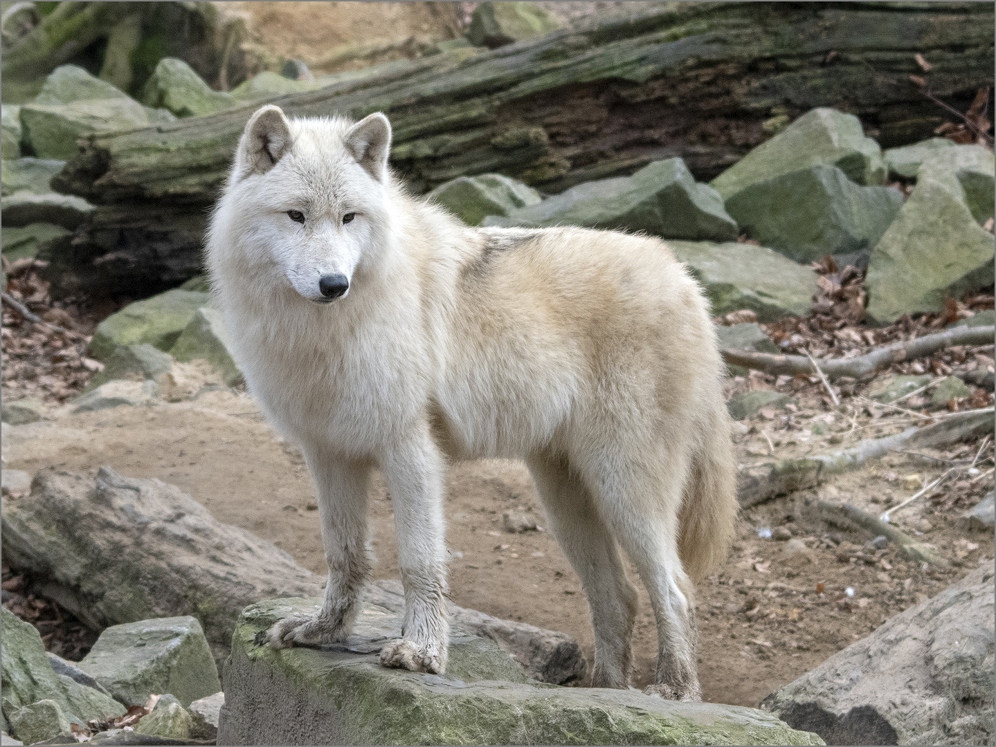 Hudson-Bay Wolf Foto & Bild | tiere, zoo, wildpark & falknerei ...