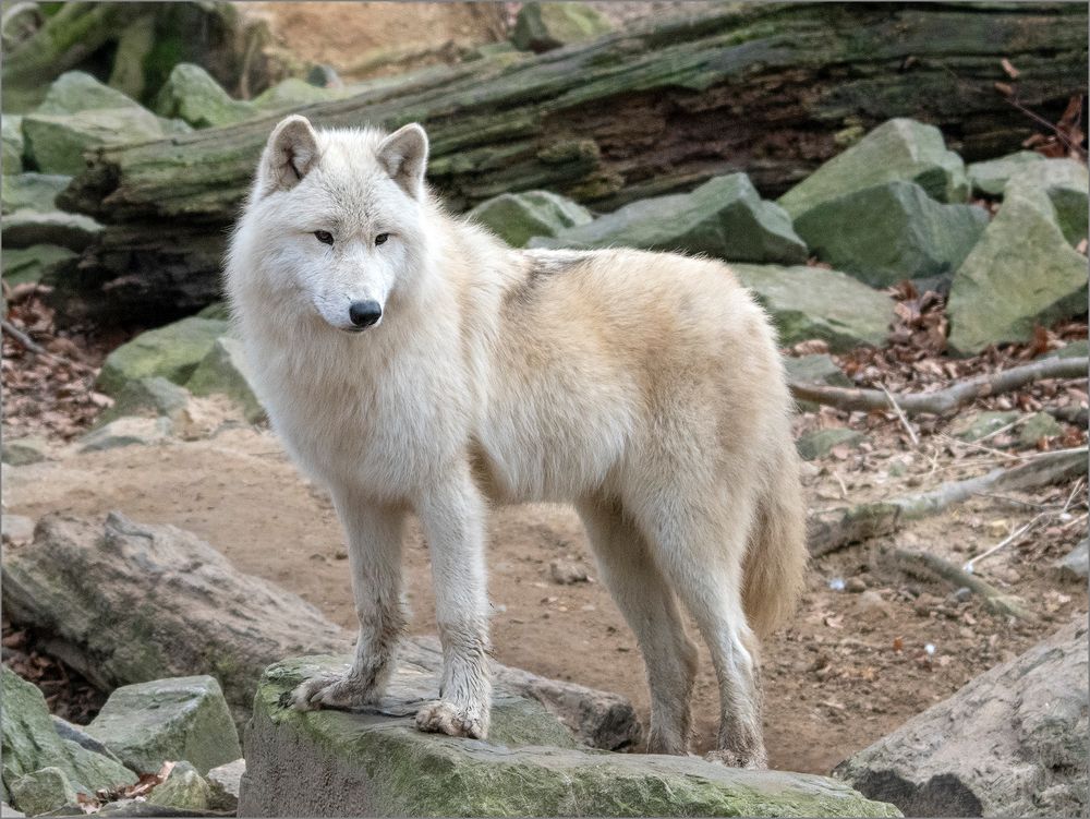 Hudson-Bay Wolf Foto & Bild | tiere, zoo, wildpark & falknerei ...
