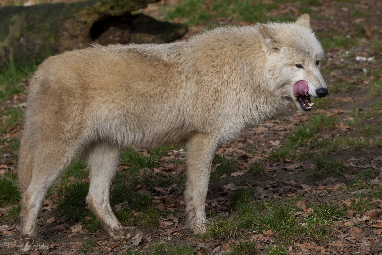 Hudson-Bay Wolf Foto & Bild | fotos, canon, nature Bilder auf fotocommunity