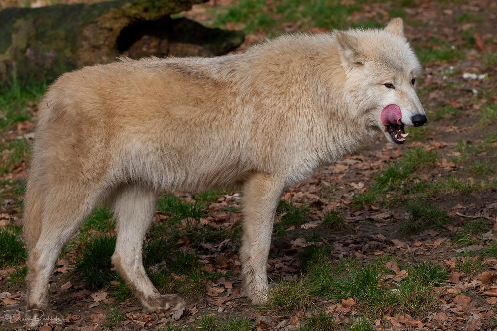 Hudson-Bay Wolf Foto & Bild | fotos, canon, nature Bilder auf fotocommunity