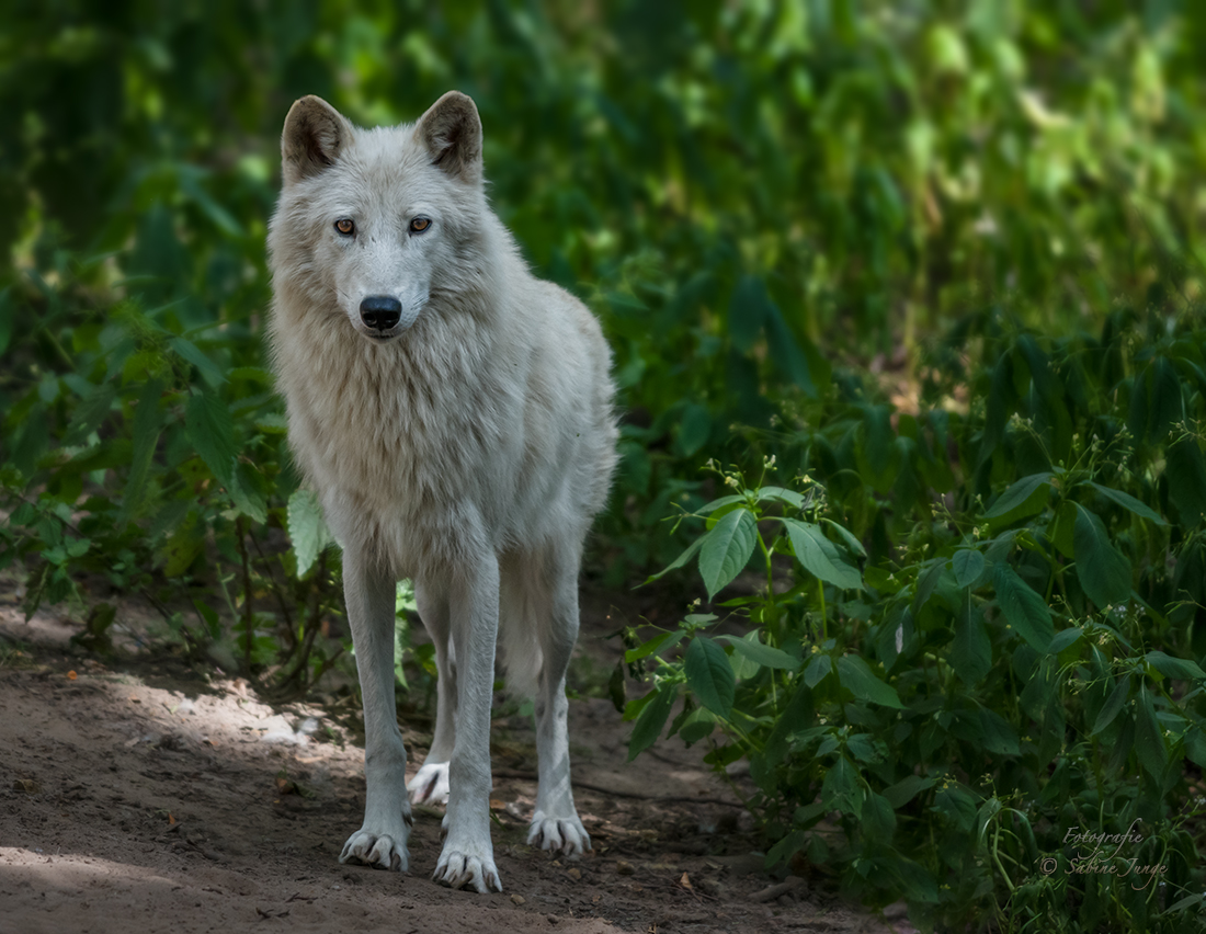 Hudson-Bay-Wolf Foto & Bild | nikon, natur, zoo Bilder auf fotocommunity