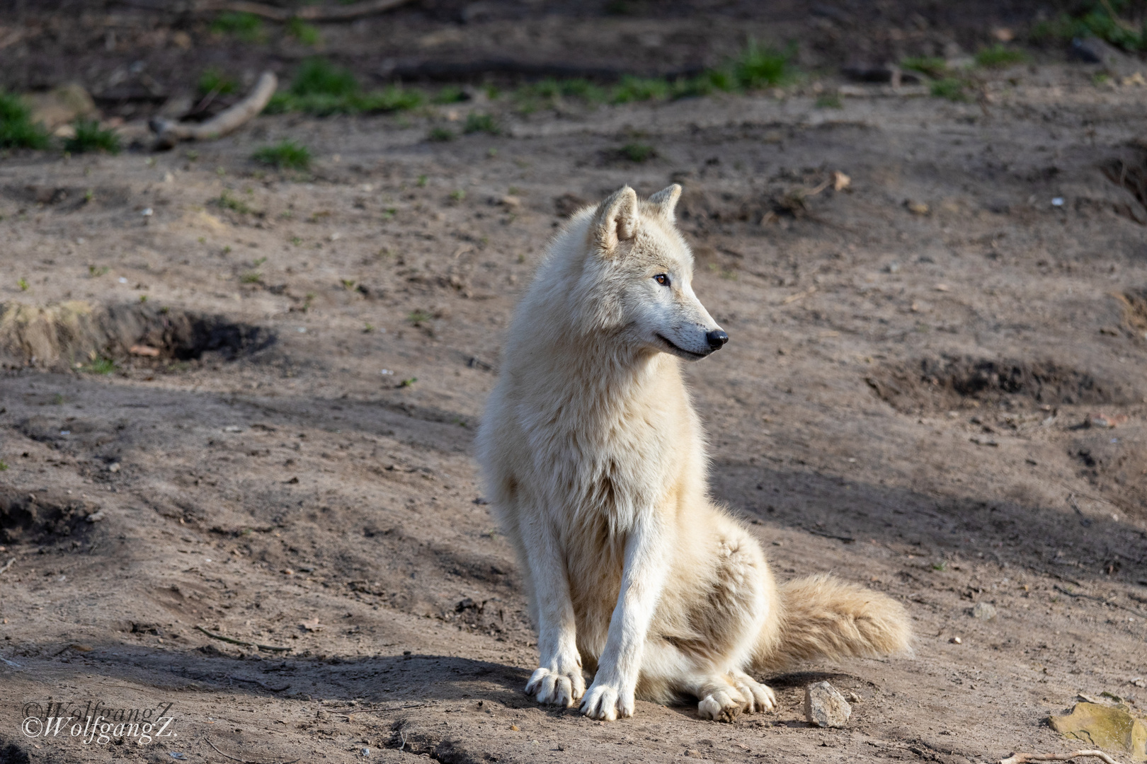 Hudson-Bay Wolf Foto & Bild | tiere, zoo, wildpark & falknerei ...