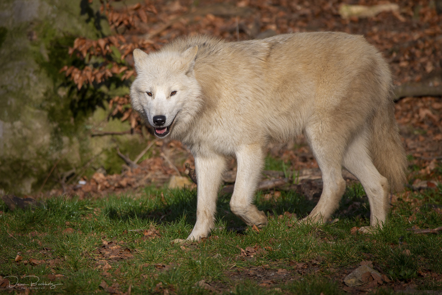 Hudson-Bay Wolf Foto & Bild | tiere, zoo, wildpark & falknerei ...