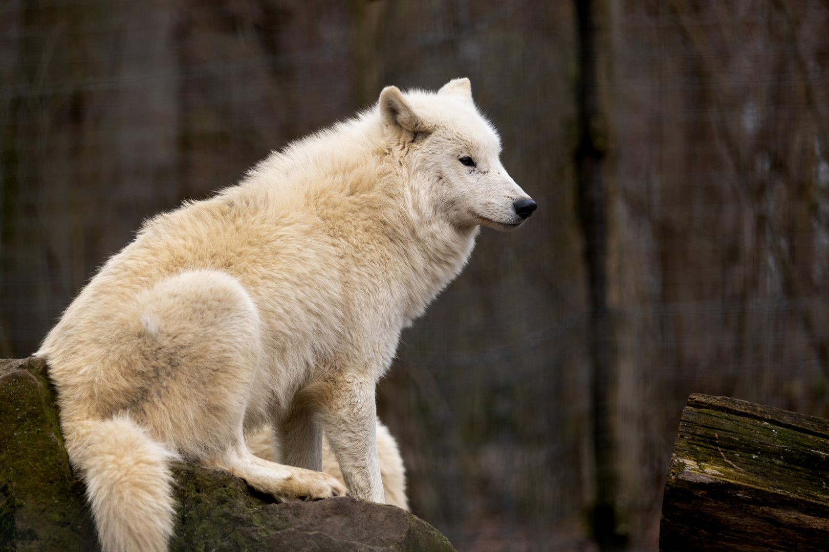 Hudson-Bay Wolf Foto & Bild | tiere, zoo, wildpark & falknerei ...