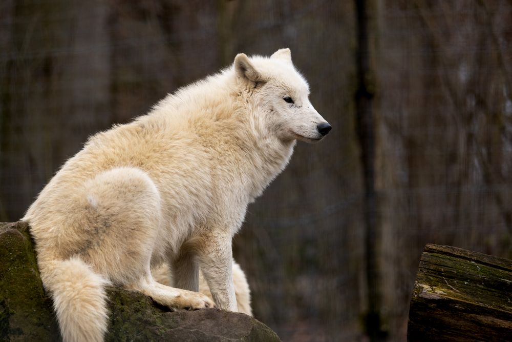 Hudson-Bay Wolf Foto & Bild | tiere, zoo, wildpark & falknerei ...