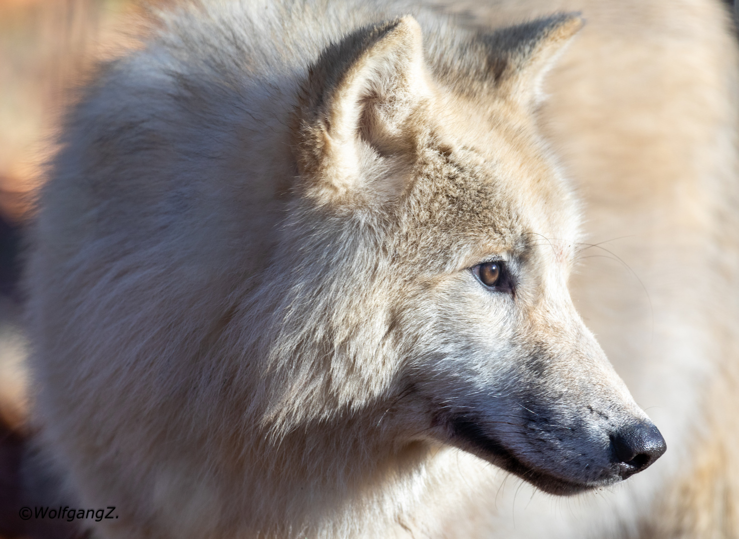 Hudson-Bay Wolf Foto & Bild | tiere, zoo, wildpark & falknerei ...