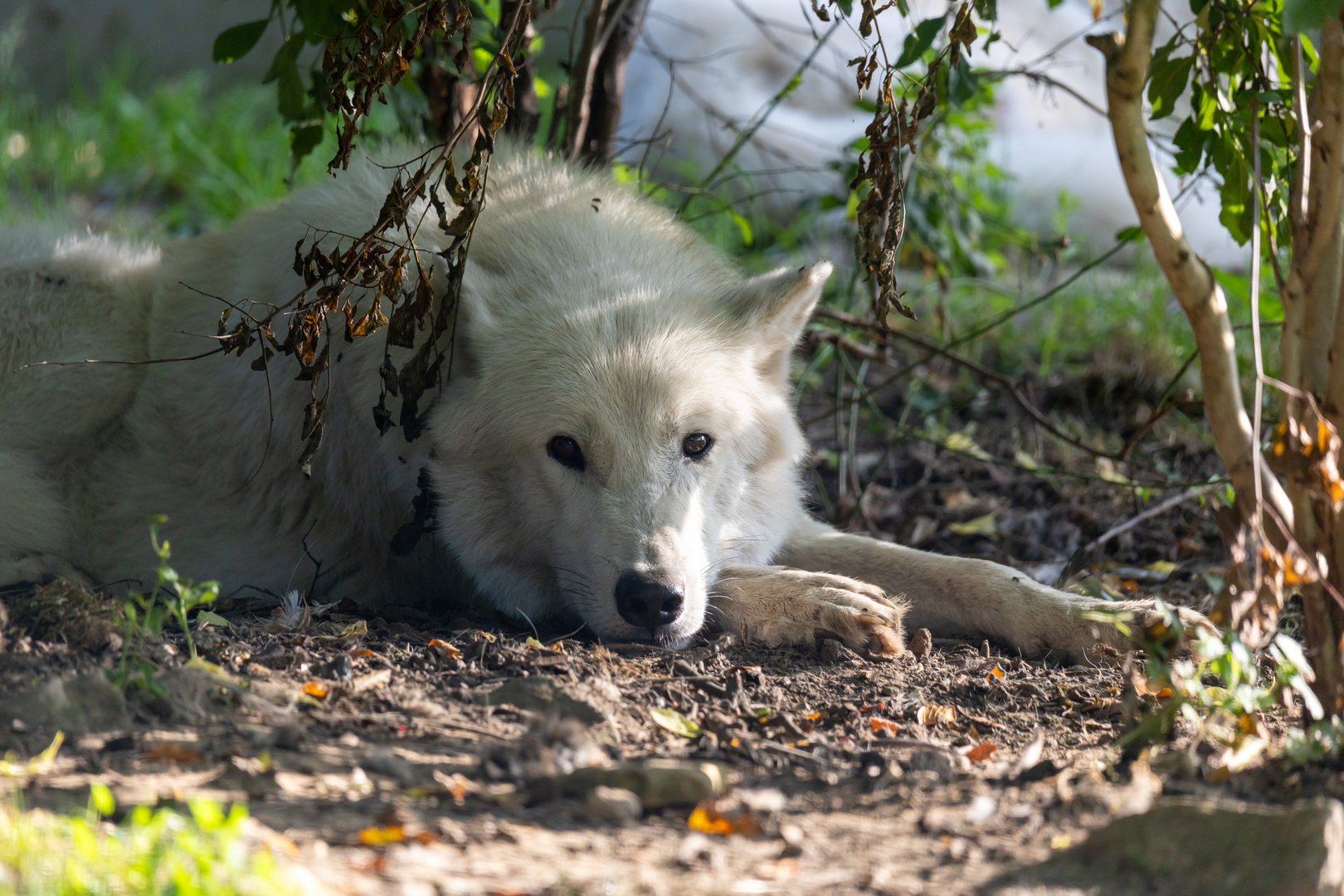 Hudson-Bay Wolf Foto & Bild | tiere, zoo, wildpark & falknerei ...