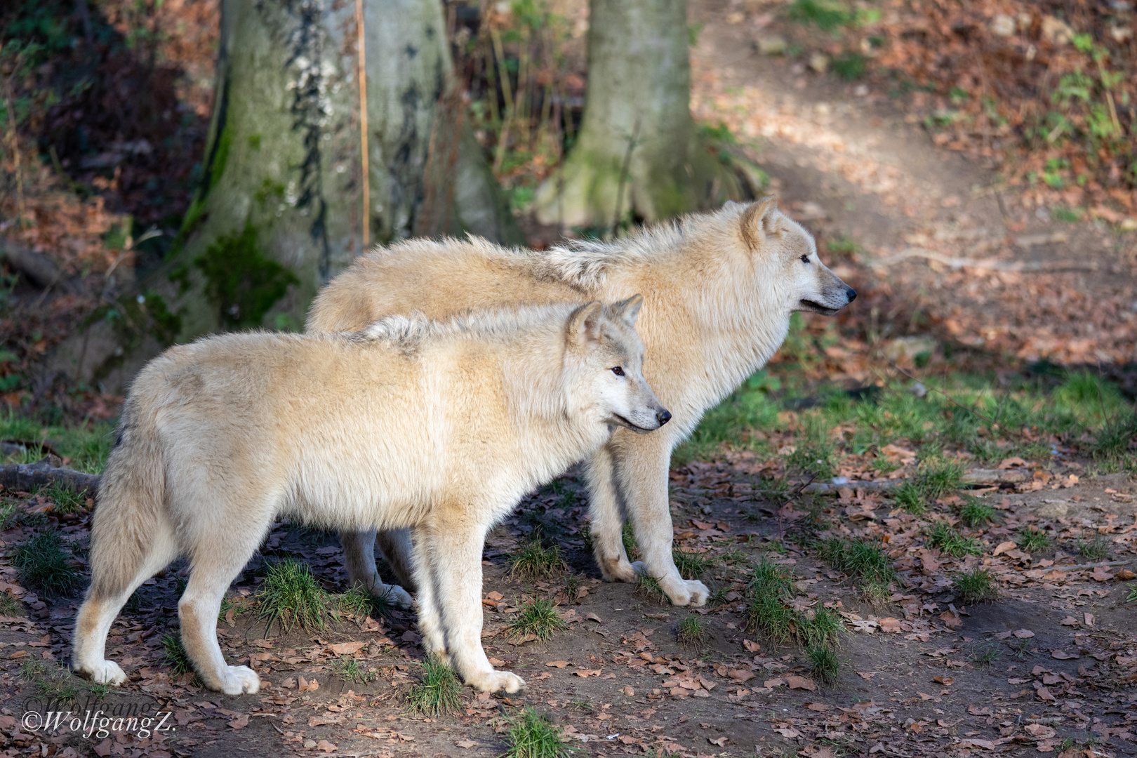 Hudson-Bay Wolf Foto & Bild | tiere, zoo, wildpark & falknerei ...