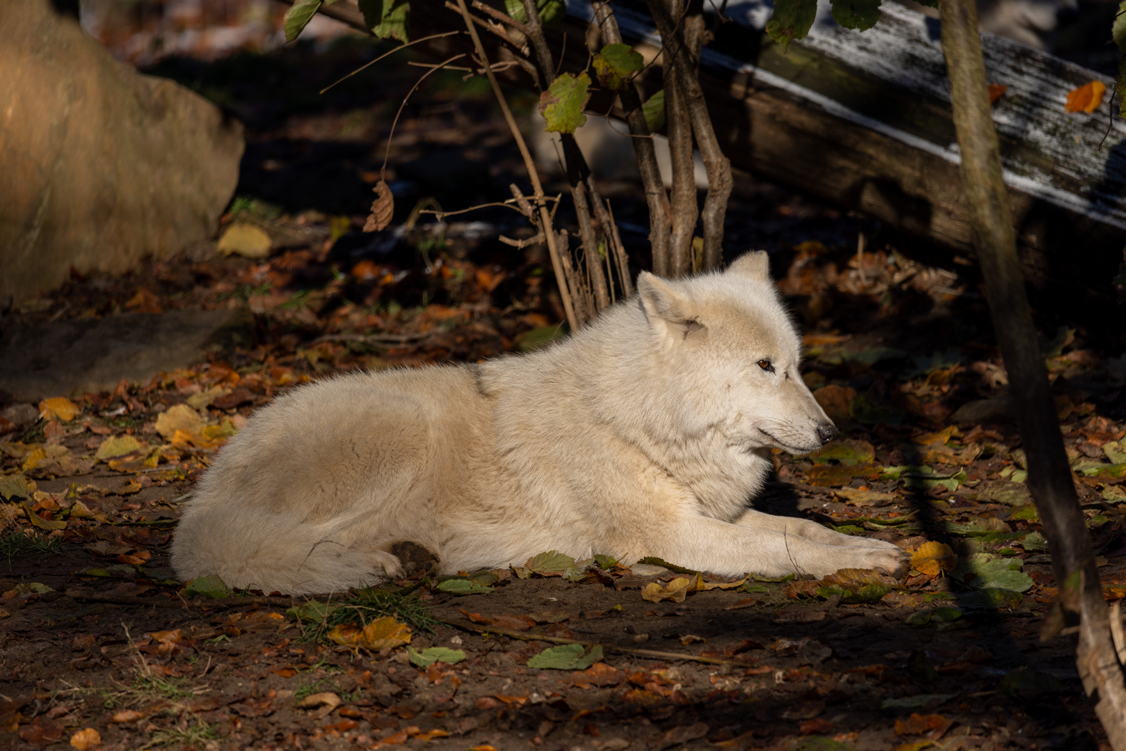 Hudson-Bay Wolf Foto & Bild | tiere, zoo, wildpark & falknerei ...