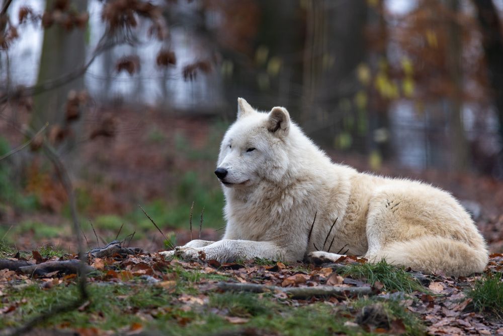 Hudson-Bay Wolf Foto & Bild | tiere, zoo, wildpark & falknerei ...