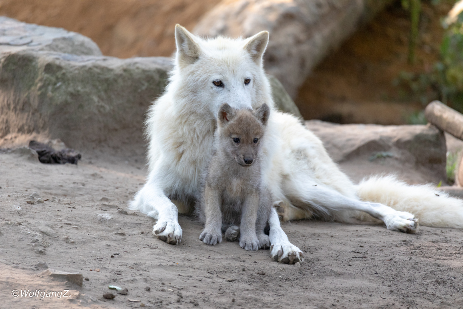 Hudson Bay Wolf Foto & Bild | tiere, zoo, wildpark & falknerei ...