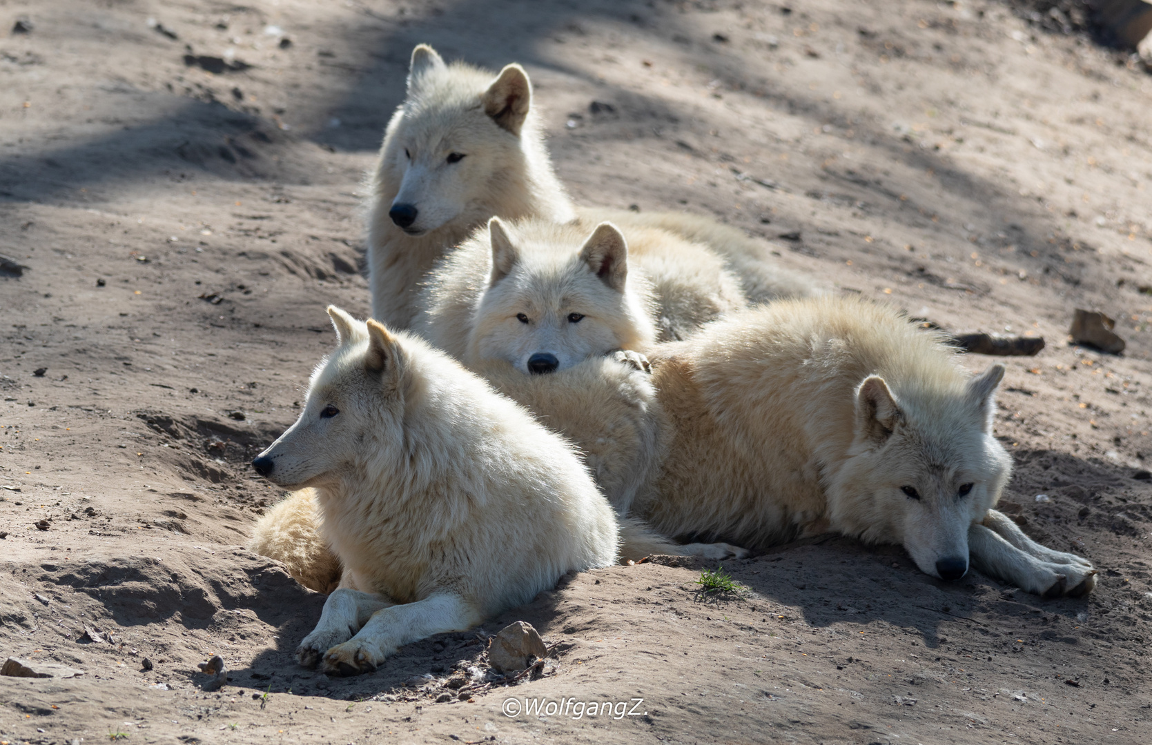 Hudson-Bay Wolf Foto & Bild | tiere, zoo, wildpark & falknerei ...