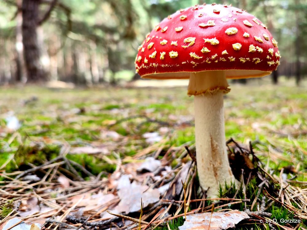 Hübsch giftig ! Foto & Bild | pflanzen, pilze & flechten, myxomyceten ...