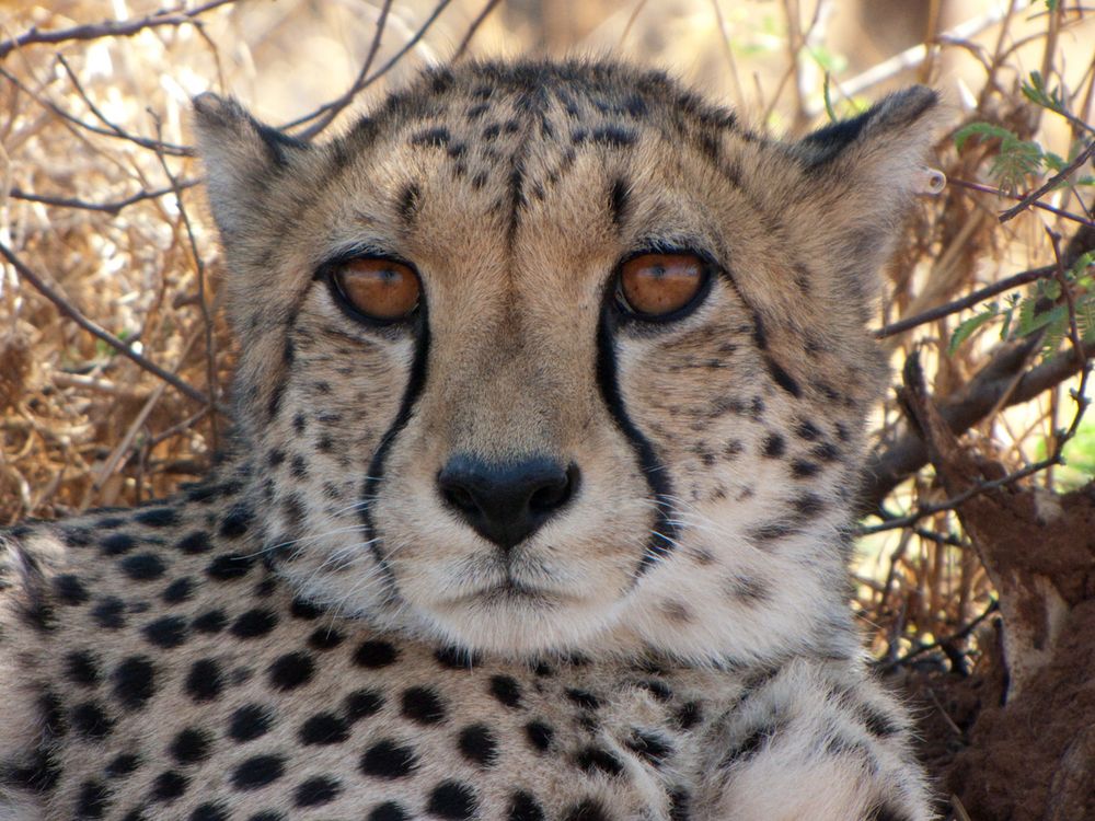 Hübsche Augen Foto & Bild | tiere, zoo, wildpark & falknerei ...