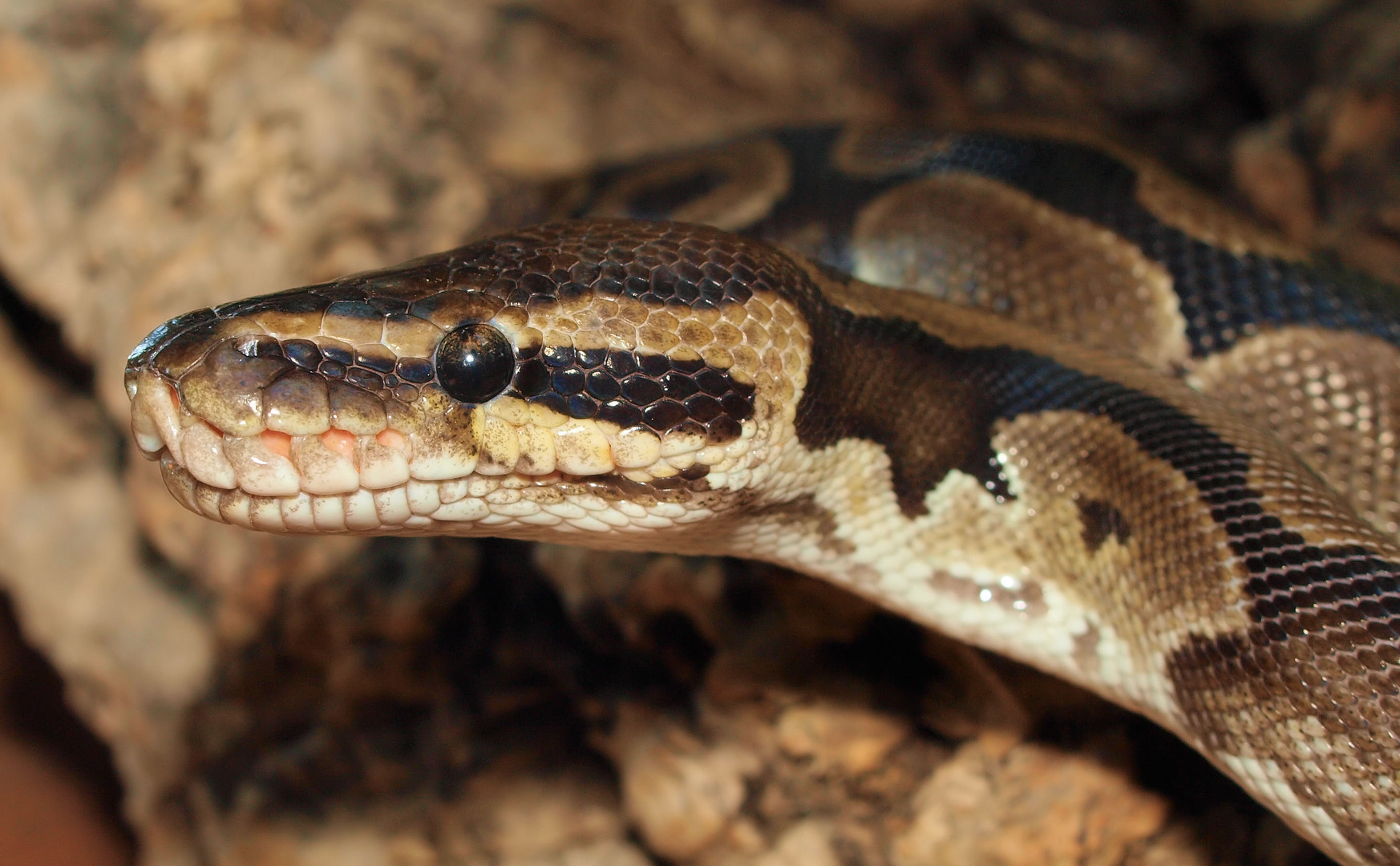 Hübsche Kleine... Foto & Bild | tiere, zoo, wildpark & falknerei ...