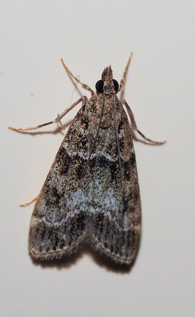 Hübsche Kleine… Foto & Bild | fotos, natur, nachtfalter Bilder auf ...