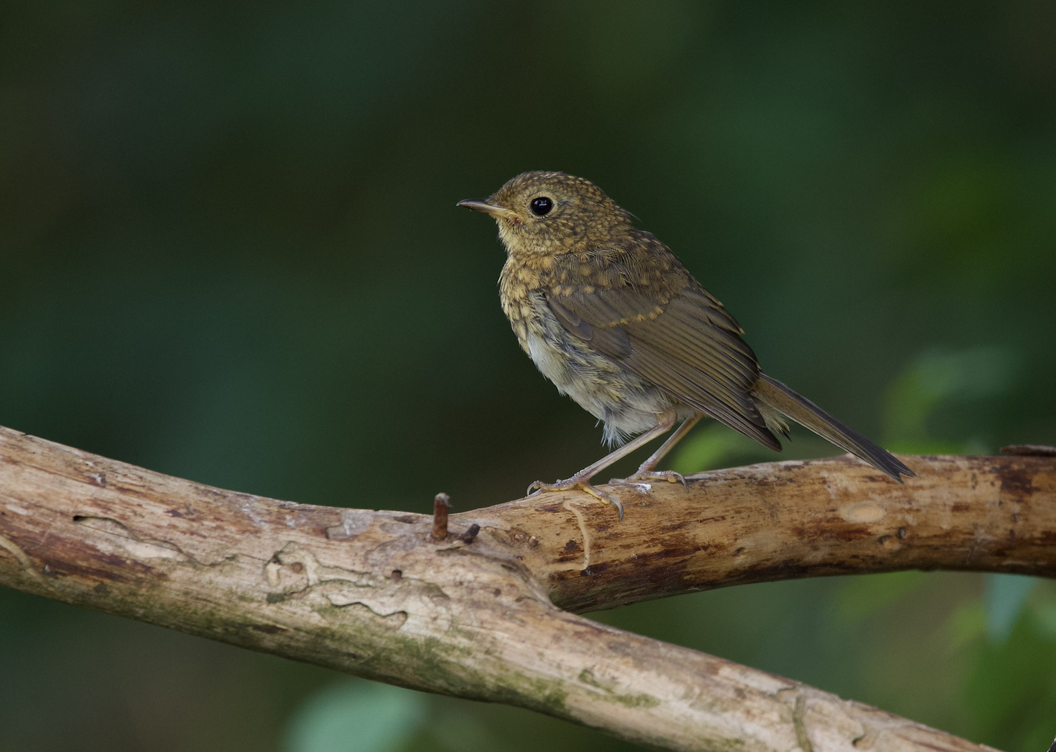 Hübsche Kleine im Jugendkleid....... Foto & Bild | natur, singvogel ...