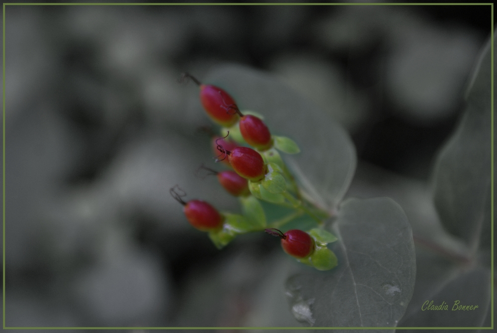 Hübsche rote Früchte... Foto & Bild | pflanzen, pilze & flechten ...