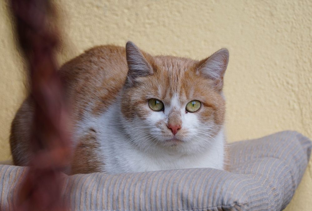 hübsche rote Katze Foto & Bild | natur, katze, kater Bilder auf ...