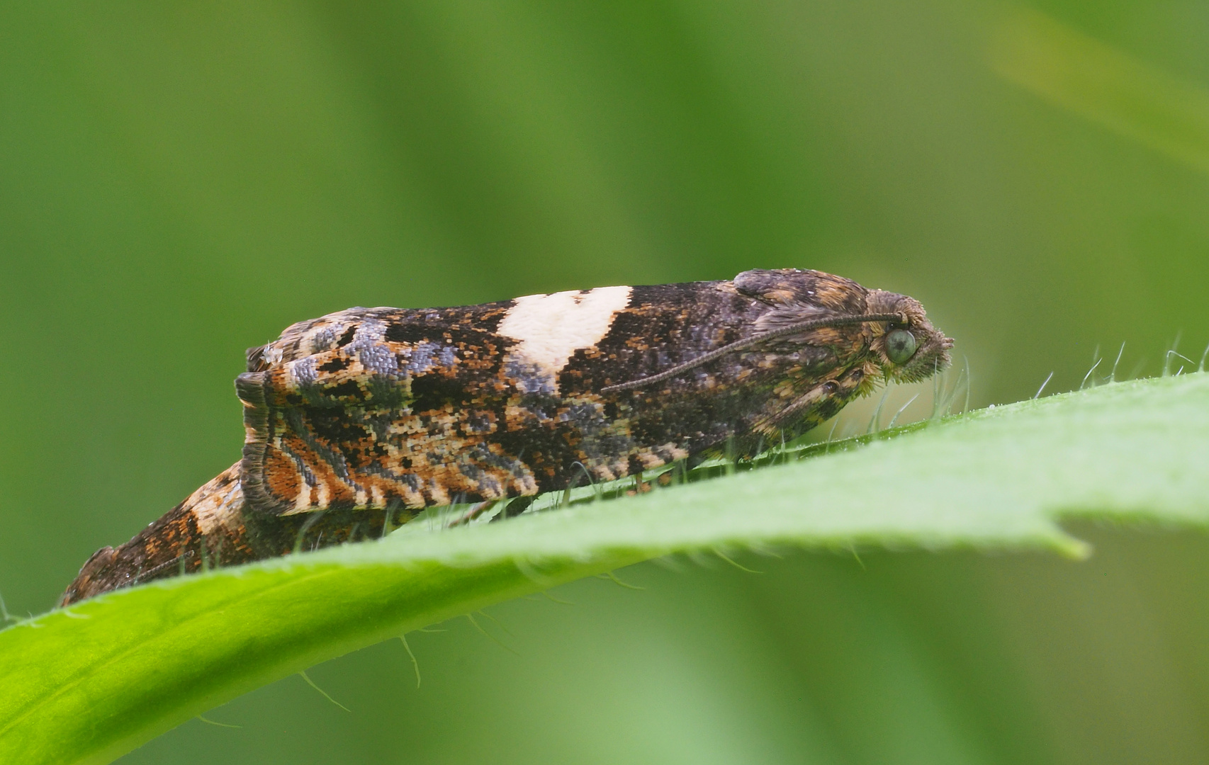 Hübsche Winzlinge - Wickler Foto & Bild | makro, natur, insekten Bilder ...