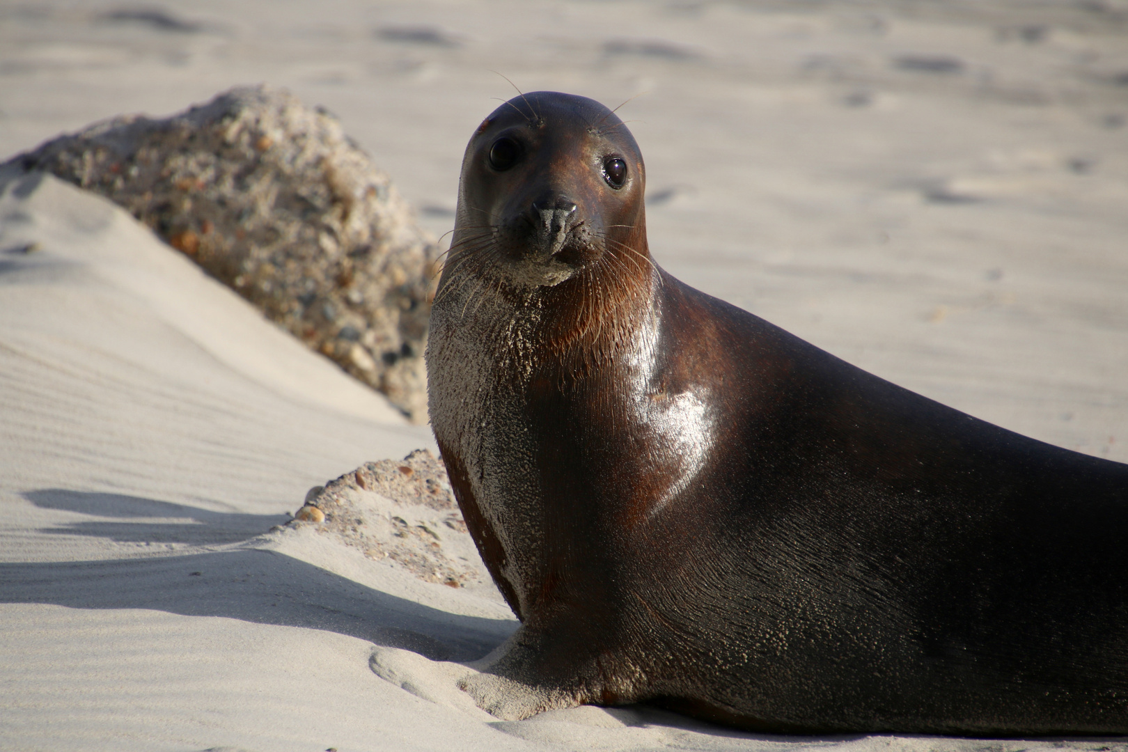 " Hübscher Buur!" Foto & Bild | jahreszeiten, natur, strand Bilder auf ...