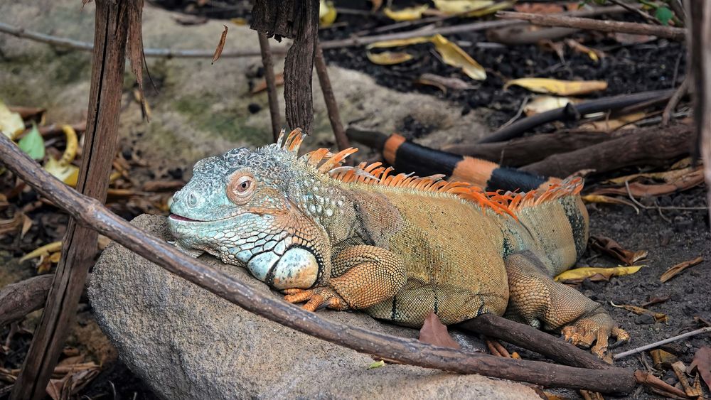 *hübscher Drache* Leguan Foto & Bild | tiere, zoo, wildpark & falknerei ...