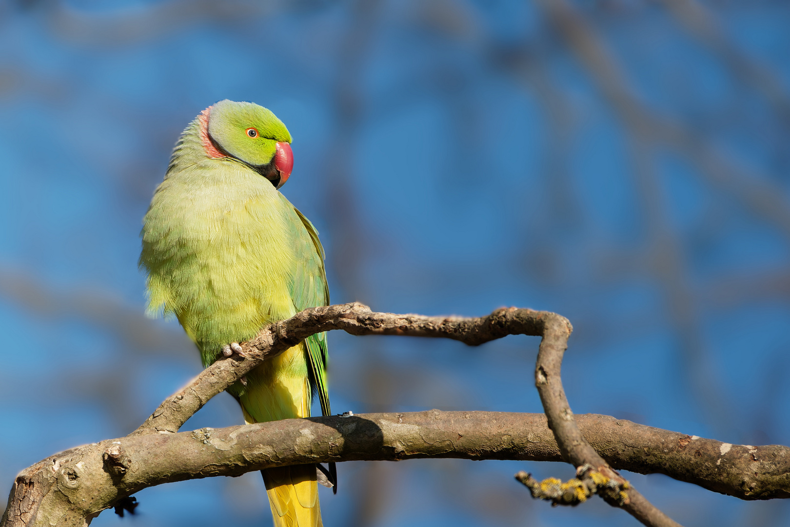 Hübscher Halsbandsittich Foto & Bild | tiere, wildlife, wild lebende ...