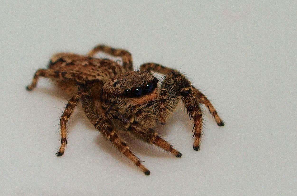 Hübsches Tierchen Foto & Bild | tiere, wildlife, spinnen Bilder auf ...