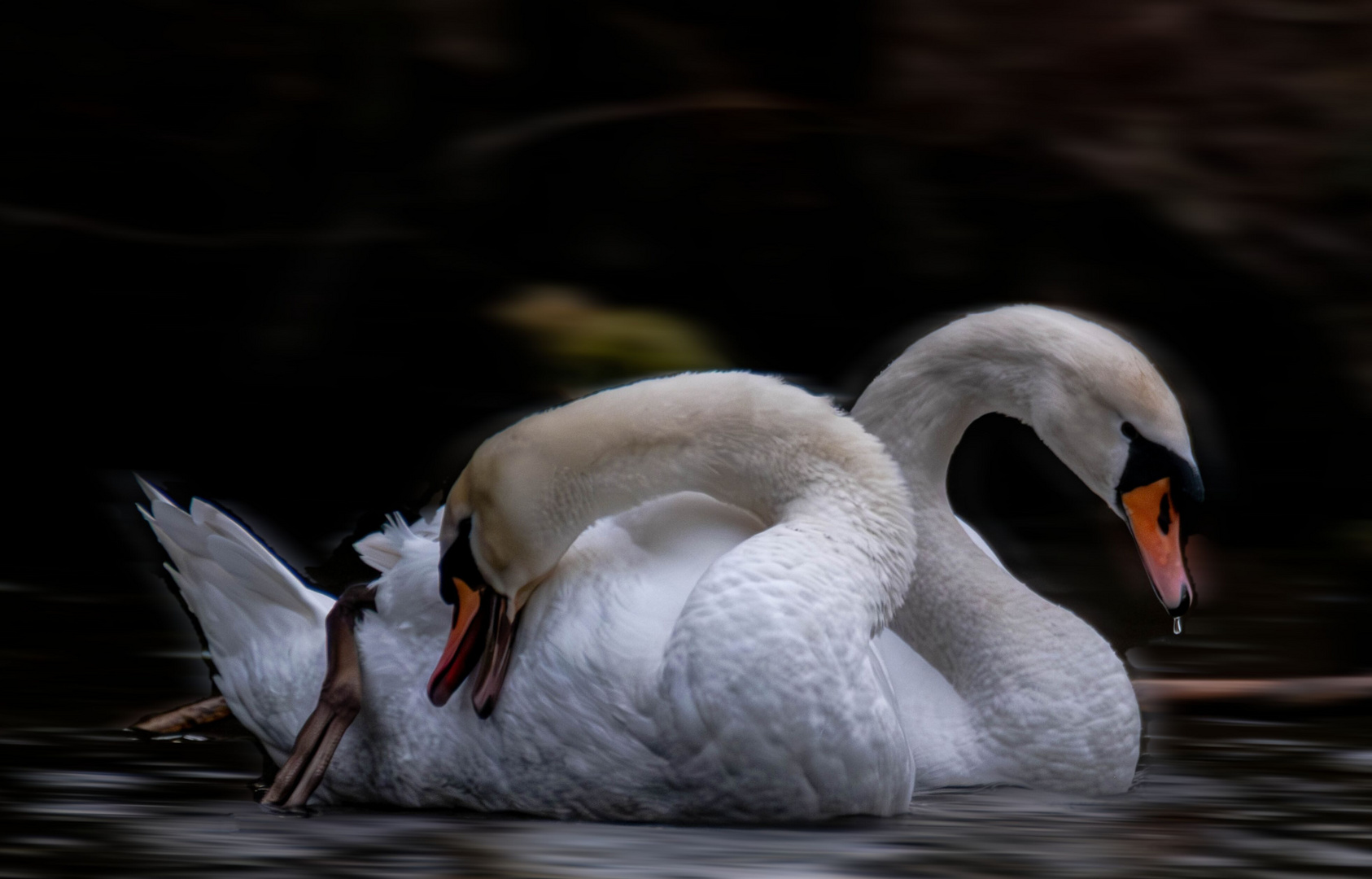 Hücker Moor Foto & Bild | tiere, wildlife, wild lebende vögel Bilder ...