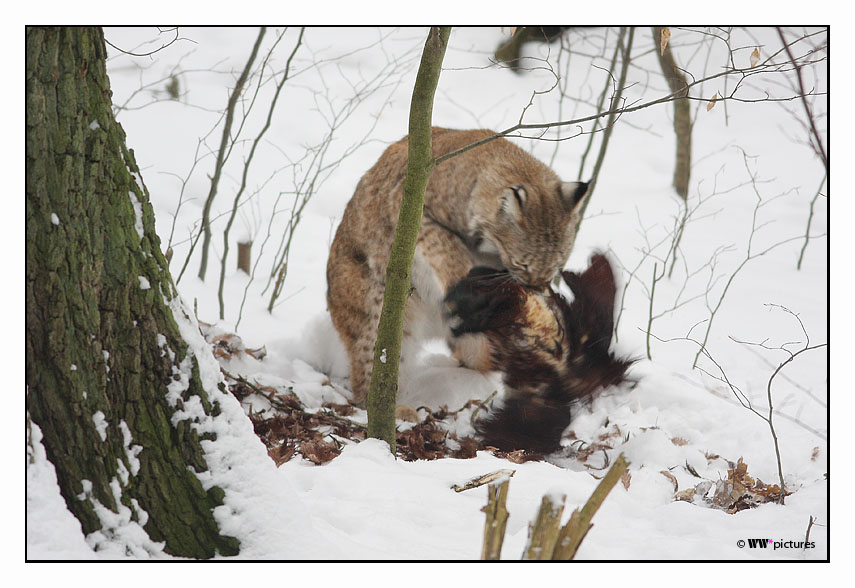 Hühnchen rupfen nach Art des Luchses Foto & Bild | tiere, zoo, wildpark ...