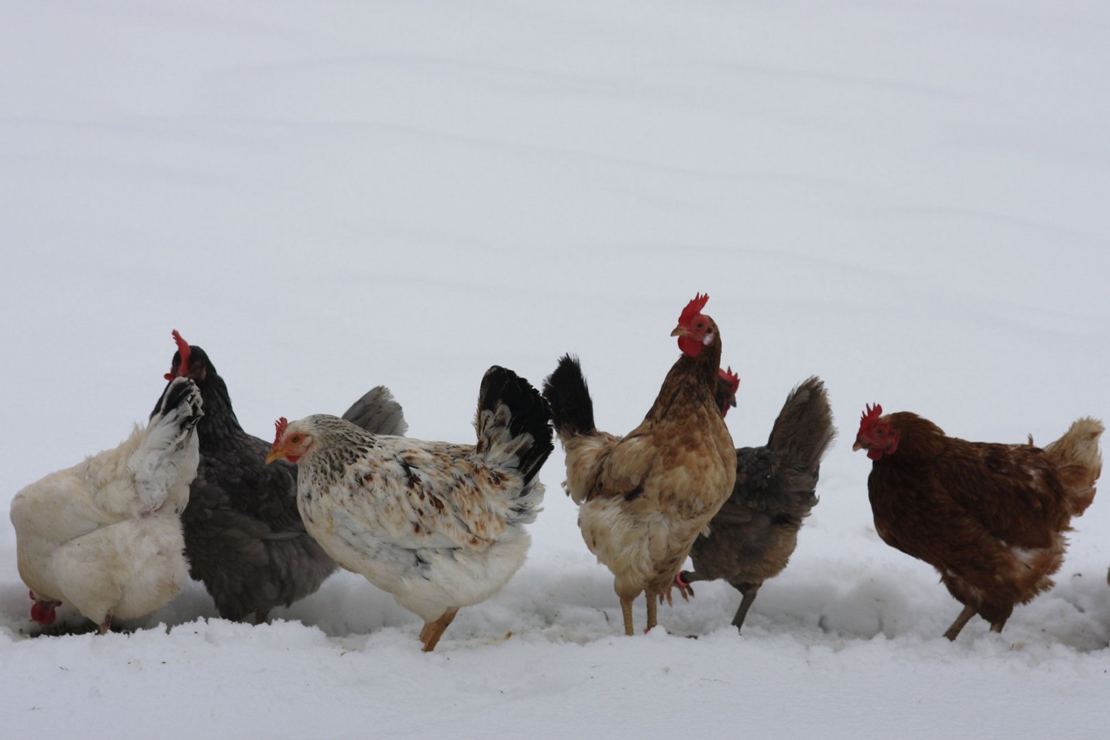 HÜHNER Foto & Bild | tiere, haustiere, natur Bilder auf fotocommunity