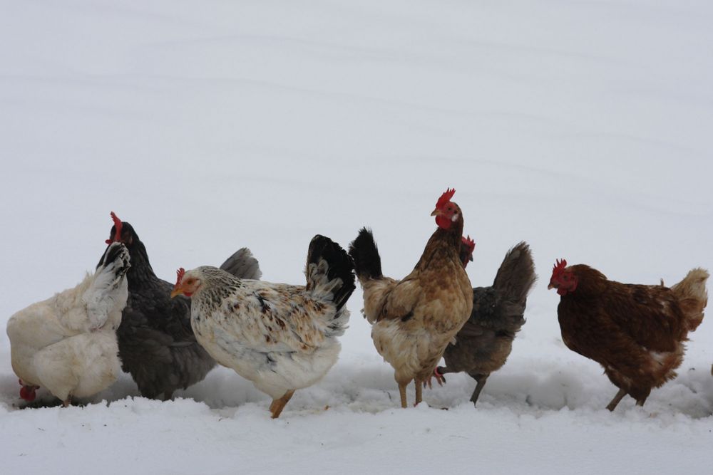 HÜHNER Foto & Bild | tiere, haustiere, natur Bilder auf fotocommunity