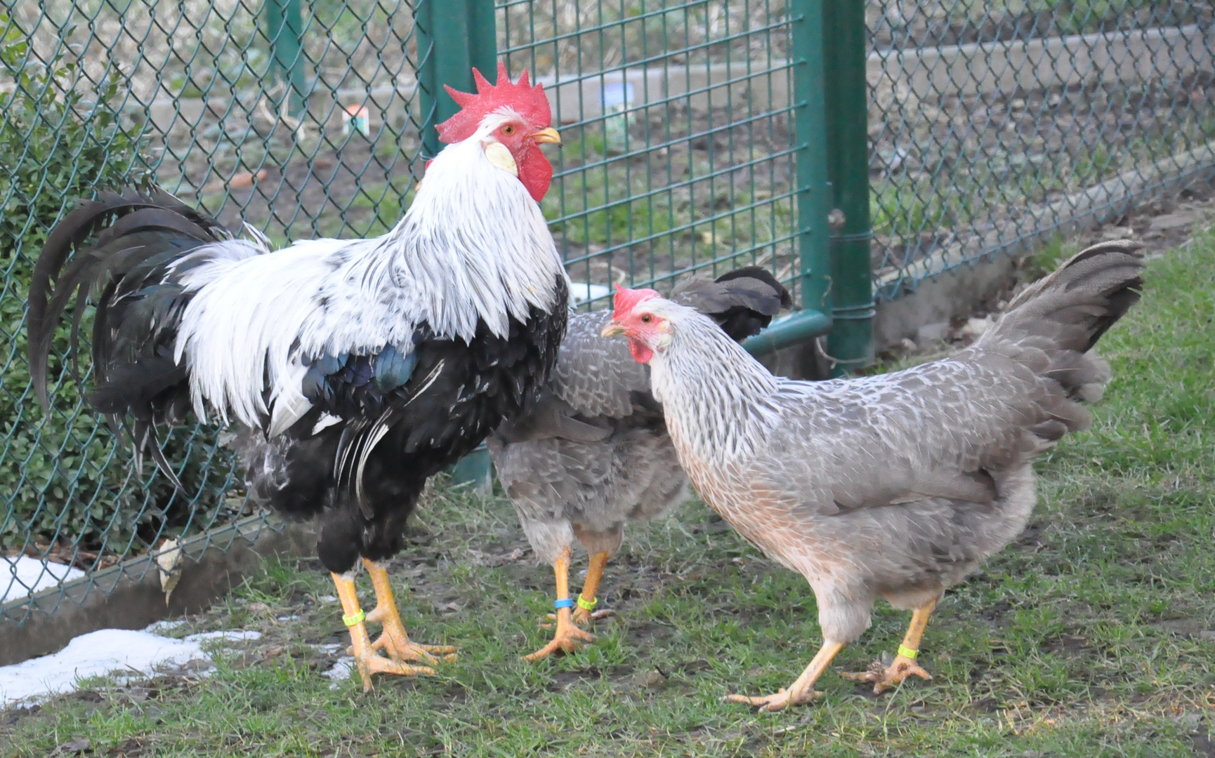 Hühner Foto & Bild | natur, haustiere Bilder auf fotocommunity