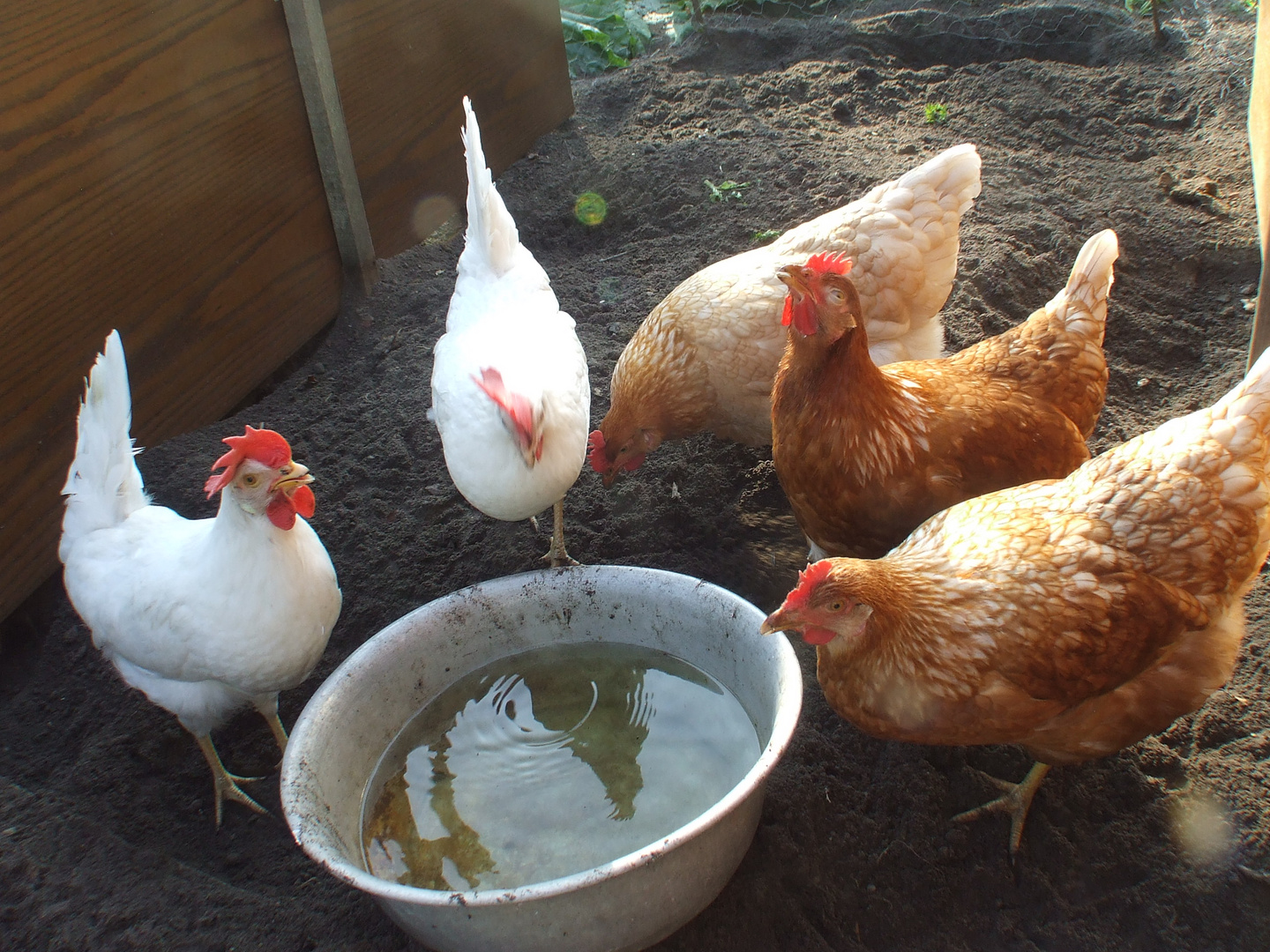 Hühner Foto & Bild | tiere, haustiere, nutztiere Bilder auf fotocommunity