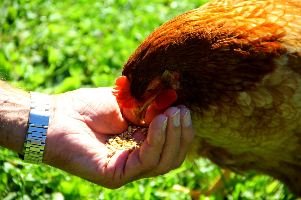 Hühner füttern Foto & Bild | tiere, haustiere, nutztiere Bilder auf ...