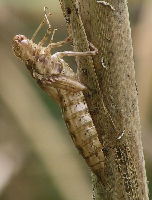Hülle einer Libellenlarve Foto & Bild | tiere, wildlife, libellen ...