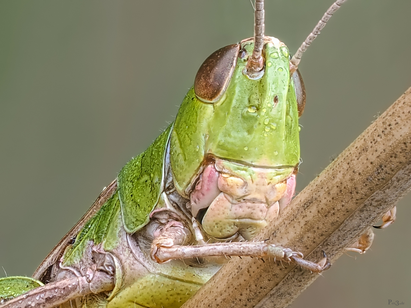 hüpfer.... Foto & Bild | tiere, wildlife, insekten Bilder auf fotocommunity