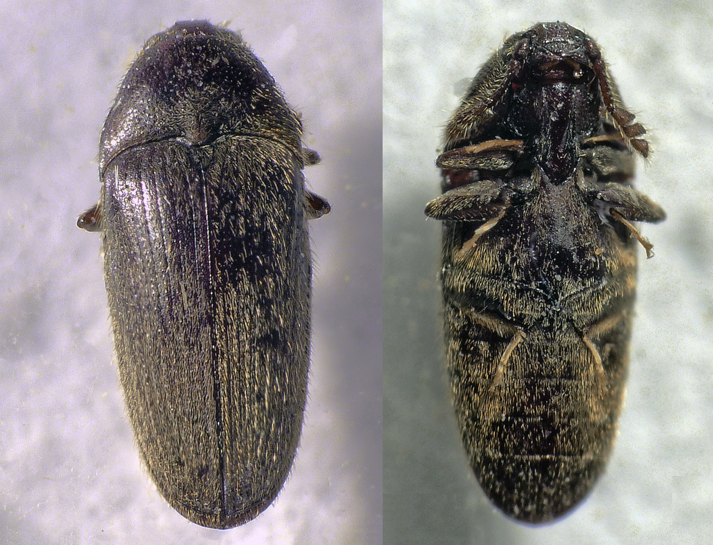 Hüpfkäfer Throscus dermestoides (Syn.: Trixagus dermestoides) Foto ...