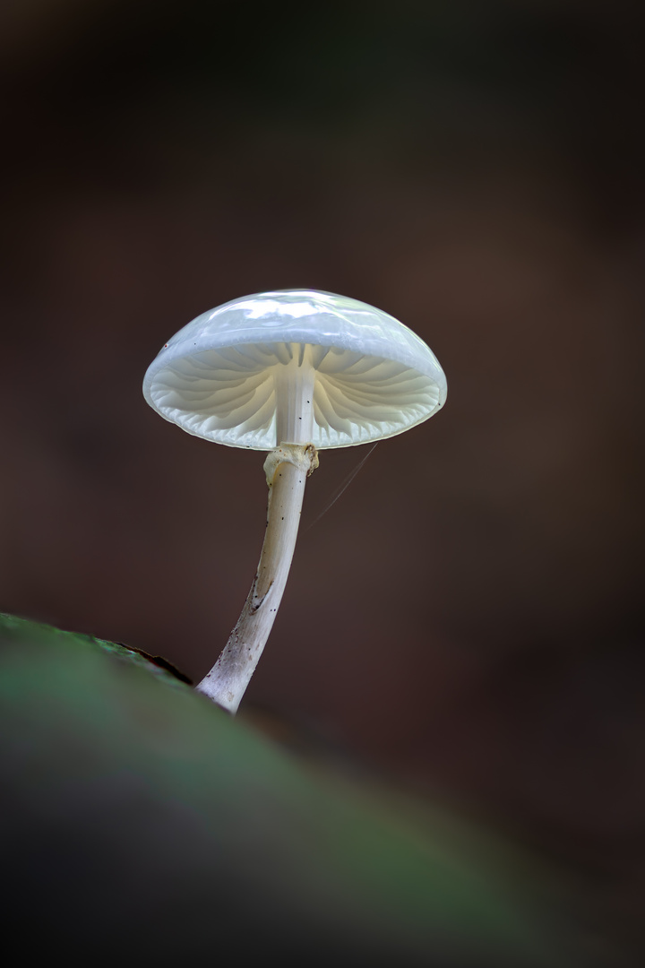 Hüter des Waldes Foto & Bild | pflanzen, pilze & flechten, pilze ...