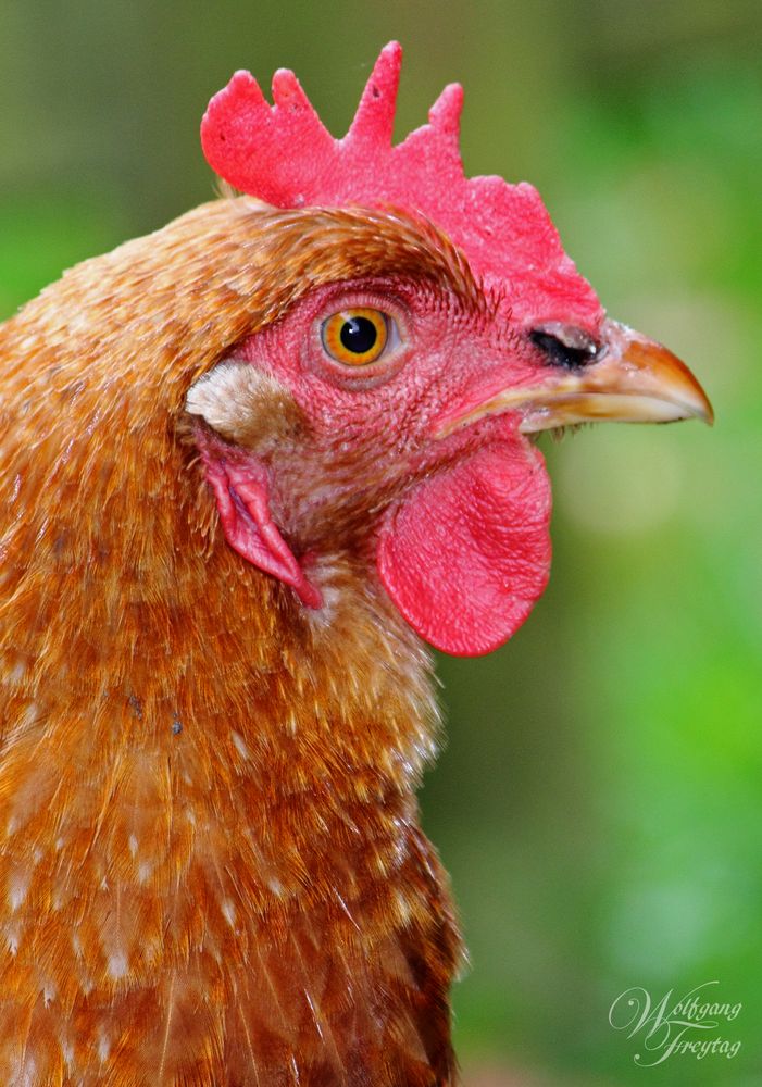 Huhn Foto & Bild | tiere, zoo, wildpark & falknerei, vögel Bilder auf ...