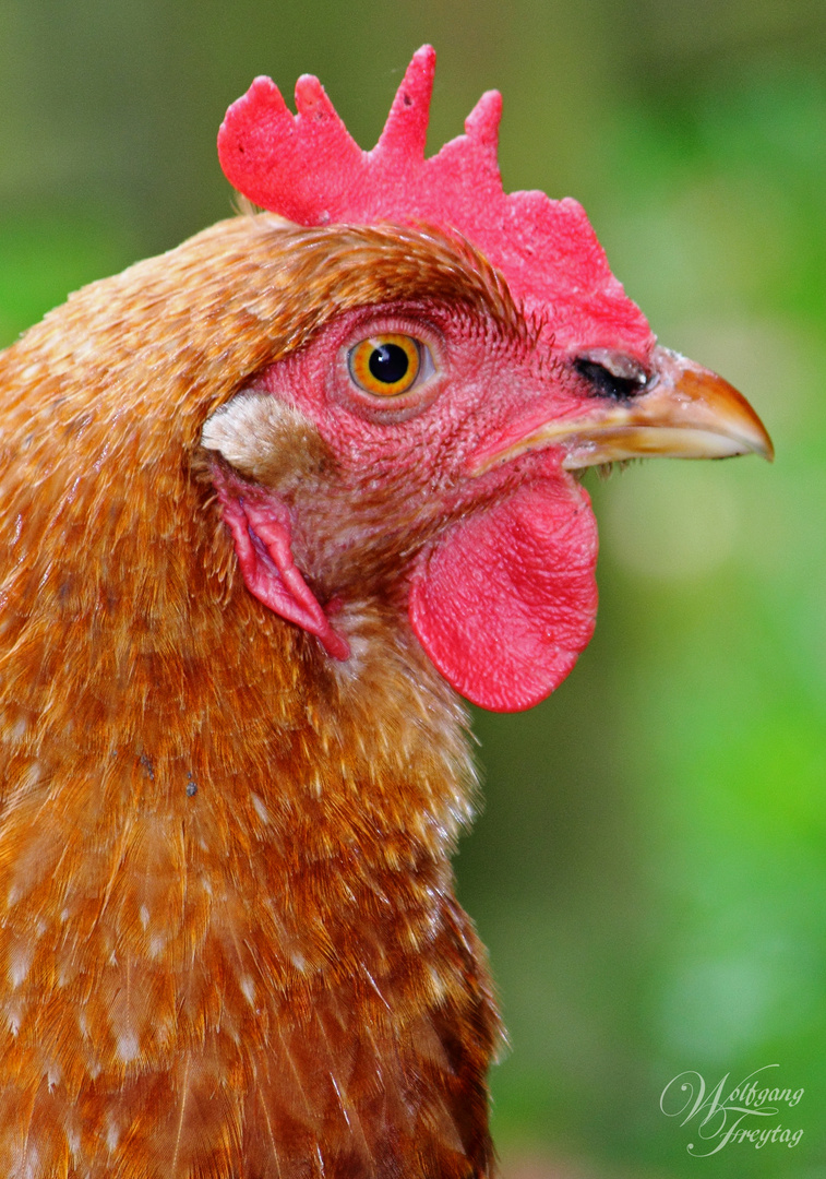 Huhn Foto & Bild | tiere, zoo, wildpark & falknerei, vögel Bilder auf ...